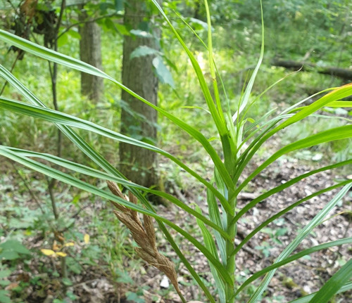 Sedge, Palm, Carex muskingumensis | Leaves for Wildlife