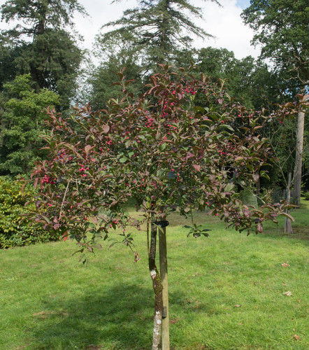 Wahoo, Eastern, Euonymus atropurpureus | Leaves for Wildlife