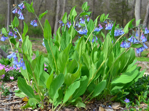 Bluebells, Virginia, Mertensia virginica | Leaves for Wildlife