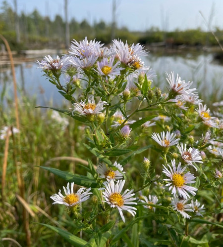 Aster, Shining, Symphyotrichum firmum | Leaves for Wildlife