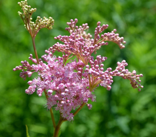 Queen-of-the-Prairie, Filipendula rubra | Leaves for Wildlife