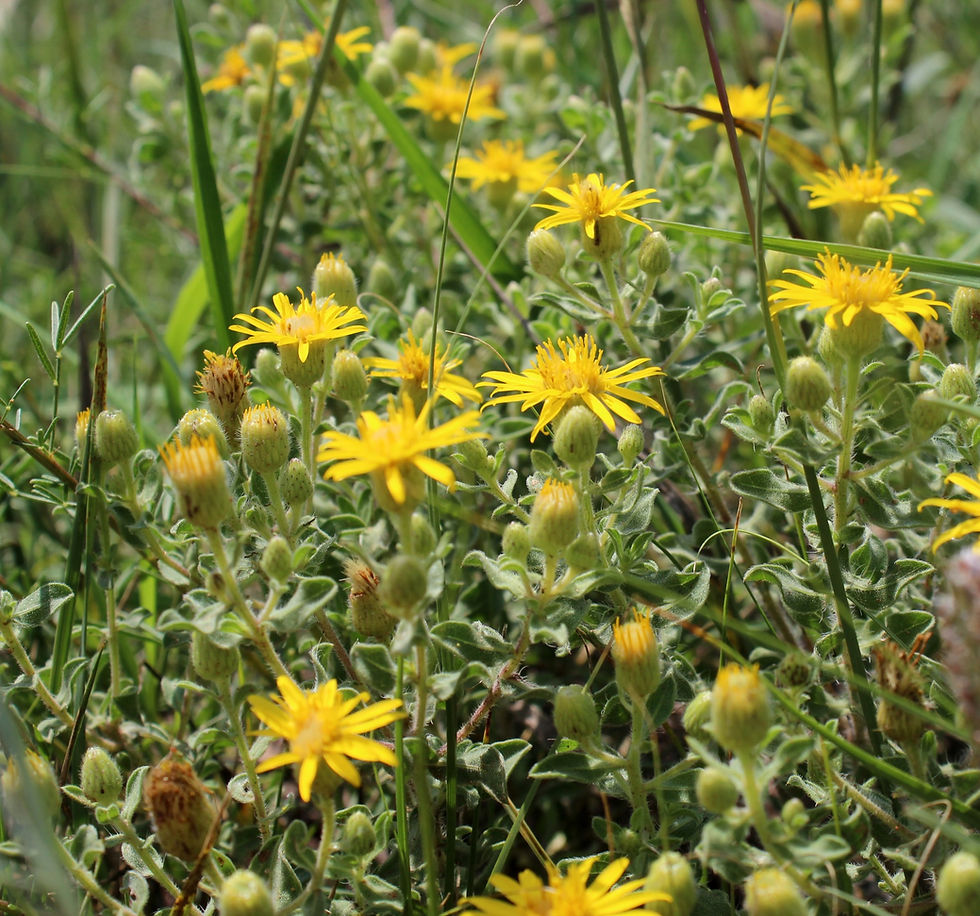 Aster, Hairy Golden, Heterotheca villosa | Leaves for Wildlife