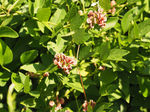 Potato Bean, Apios americana | Leaves for Wildlife