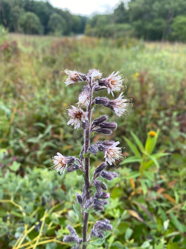 Rattlesnake Root, Purple, Prenanthes racemosa | Leaves for Wildlife