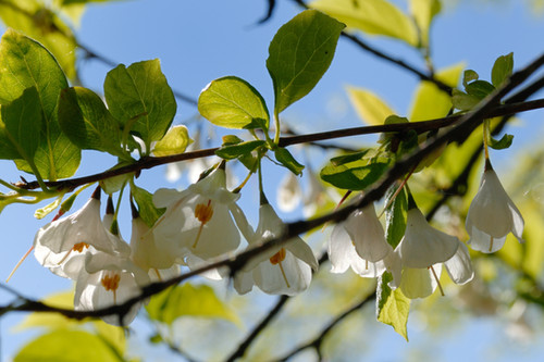 Carolina Silverbell, Halesia Carolina | Leaves for Wildlife