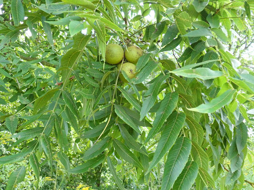 Walnut, Black, Juglans nigra | Leaves for Wildlife