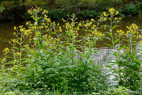 Wingstem, Verbesina alternifolia | Leaves for Wildlife