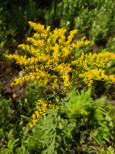Goldenrod, Sweet, Solidago odora | Leaves for Wildlife