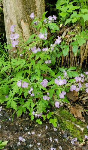 Phacelia, Fernleaf, Phacelia bipinnatifida | Leaves for Wildlife