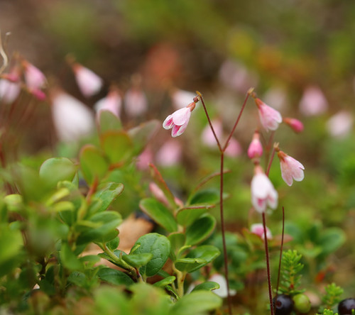 Twinflower, Linnaea borealis ssp. americana | Leaves for Wildlife