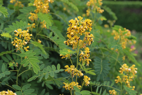 Senna, American, Senna hebecarpa | Leaves for Wildlife