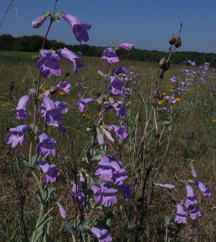 Penstemon, Large-Flowered, Penstemon grandiflorus | Leaves for Wildlife