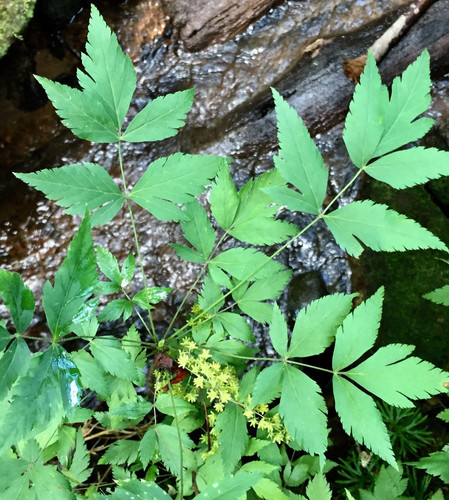 Yellowroot, Xanthorhiza simplicissima | Leaves for Wildlife