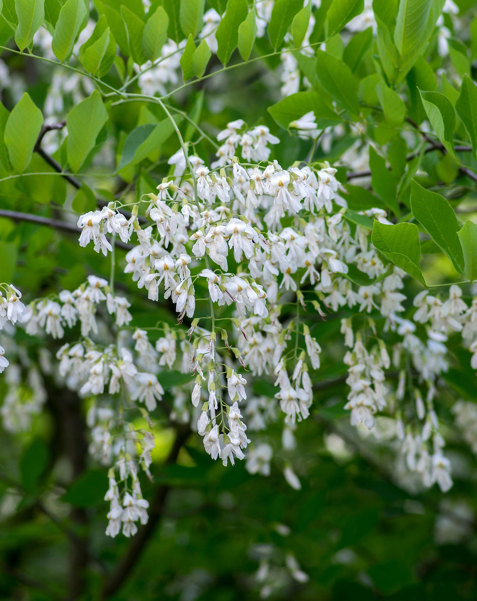 Yellowwood, Cladrastis kentukea | Leaves for Wildlife