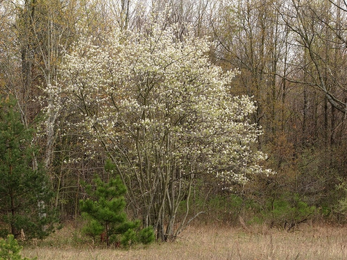 Serviceberry, Downy, Amelanchier arborea | Leaves for Wildlife