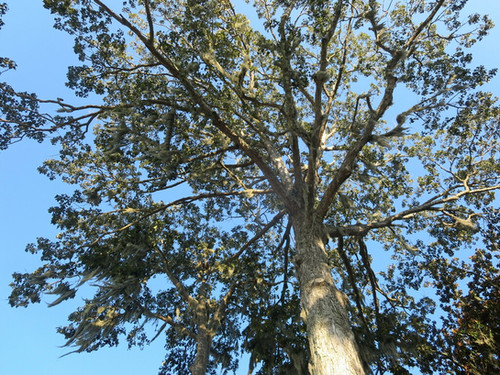Oak, Swamp Chestnut, Quercus michauxii | Leaves for Wildlife