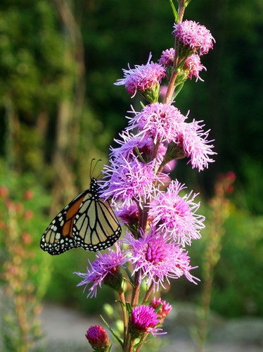 Blazing Star, Button/Rough, Liatris aspera | Leaves for Wildlife