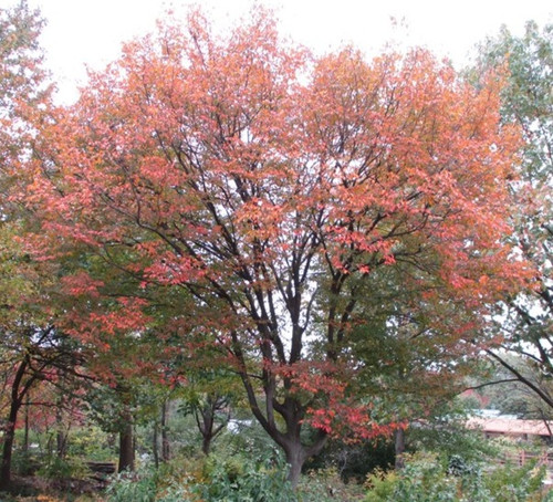 Musclewood, Carpinus caroliniana | Leaves for Wildlife