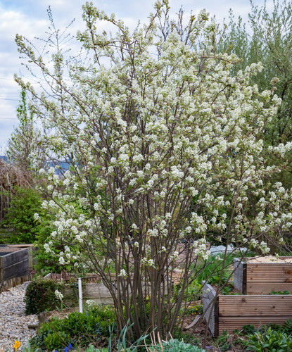 Serviceberry, Allegheny, Amelanchier laevis | Leaves for Wildlife