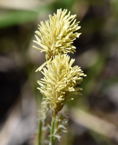 Sedge, Wood's, Carex woodii | Leaves for Wildlife