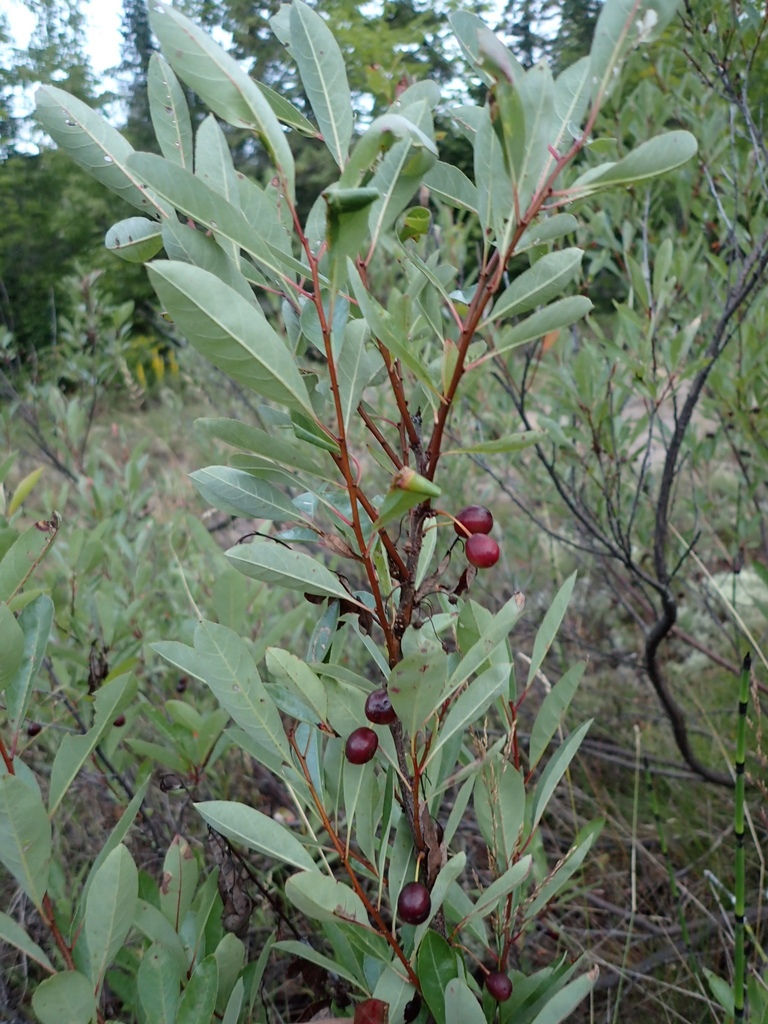 Cherry, Eastern Sand, Prunus pumila | Leaves for Wildlife
