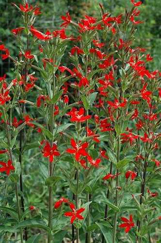 Royal Catchfly, Silene regia | Leaves for Wildlife