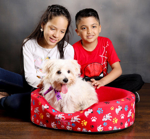 Cama Premium | Discovery Pets