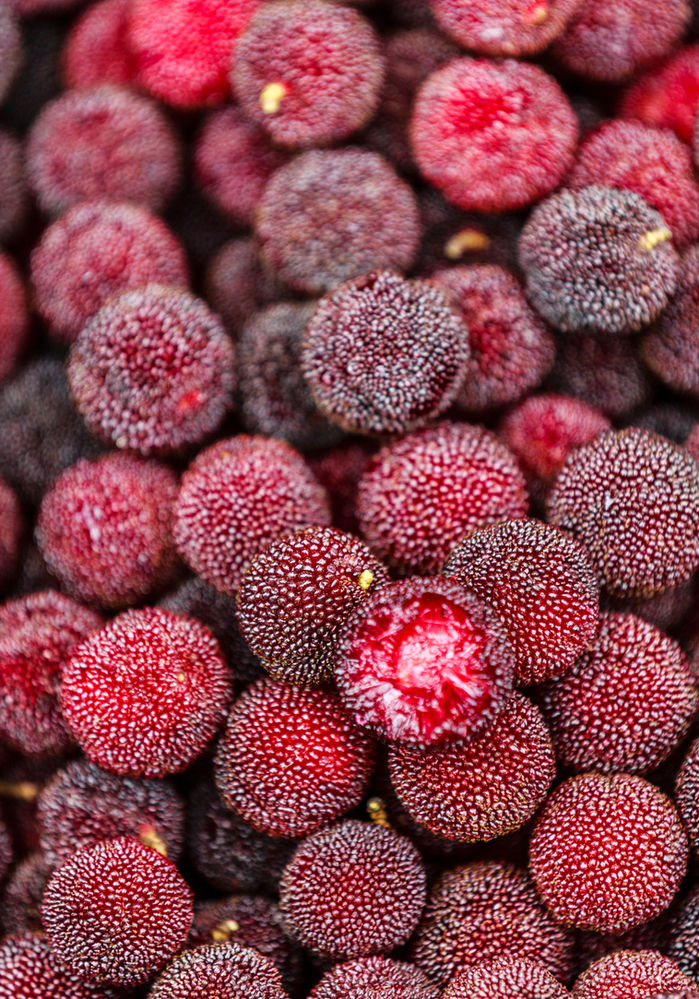 Our Ruhbi Red Bayberries