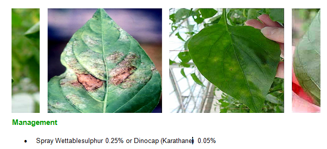 IMPORTANT PESTS AND DISEASES OF CHILLI