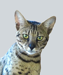 Savannah cats ǀ Deluxe Savannah kittens in Vancouver WASHINGTON