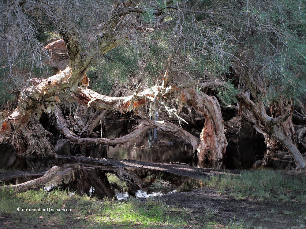 Star Swamp Heritage Trail