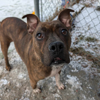 DOGS & PUPPIES | Animal Orphanage OT