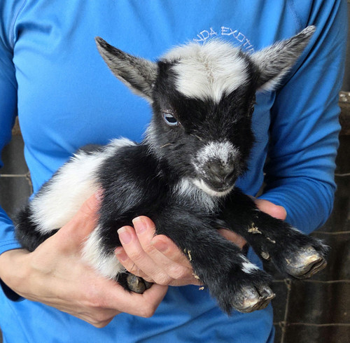 Shriner - Nigerian/Pygmy Goat Female PRICE $250 | Janda Exotics Animal ...