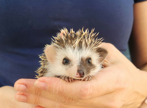 Pua - Female Hedgehog PRICE $350 | Janda Exotics Ranch