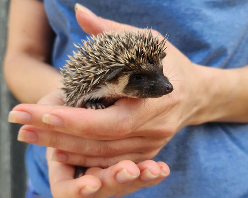 Avril - Female Hedgehog PRICE $350 | Janda Exotics Ranch