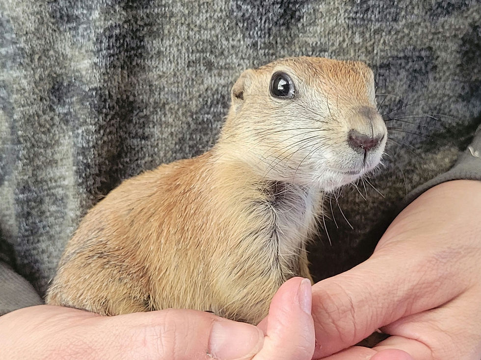 Prairie Dogs For Sale | Janda Exotics Animal Ranch | United States