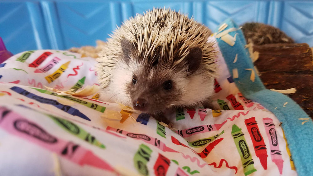 Owning a pet hedgehog | A Complete Hedgehog Care Guide with feeding ...