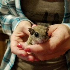 Flying Squirrels For Sale | Janda Exotics Animal Ranch | United States