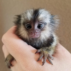 Marmosets Finger Monkeys For Sale | Janda Exotics Animal Ranch | United ...