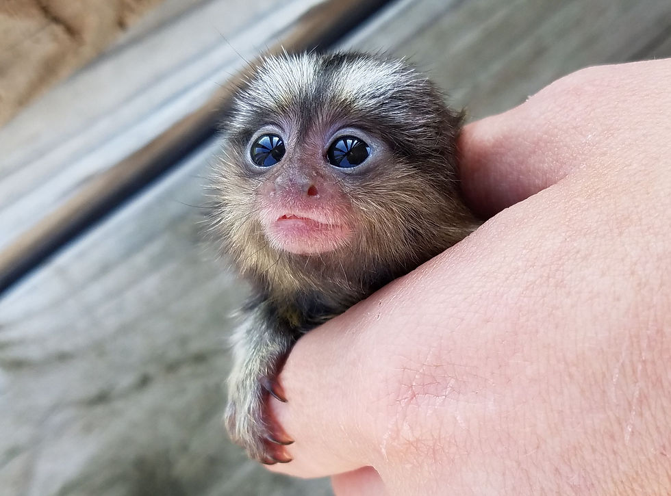 Marmosets Finger Monkeys For Sale | Janda Exotics Animal Ranch | United ...
