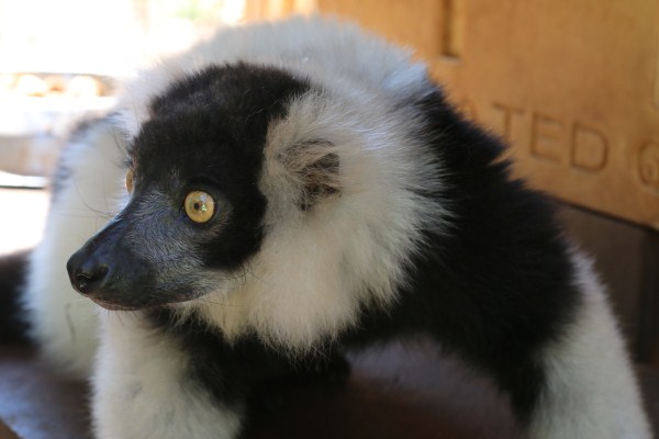 Owning a pet lemur care guide | Learn about feeding, housing and behavior