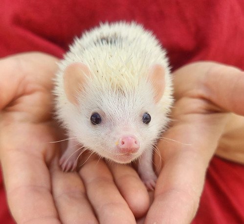 Polly - Female Hedgehog PRICE $350 | Janda Exotics Ranch
