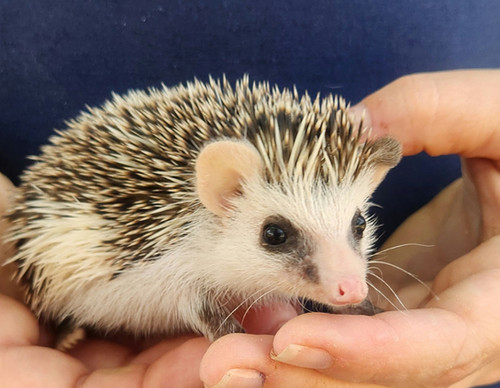 Butler - Male Baby Hedgehog PRICE $295 | Janda Exotics Ranch