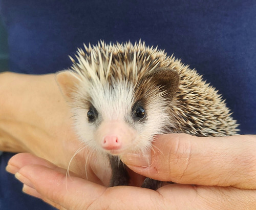 Tesla -Male Baby Hedgehog PRICE $295 | Janda Exotics Ranch