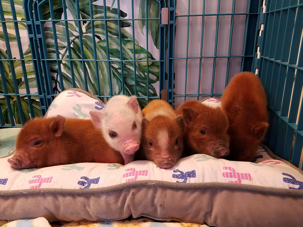 Mini Pig In Depth Pet Care | Care Guide