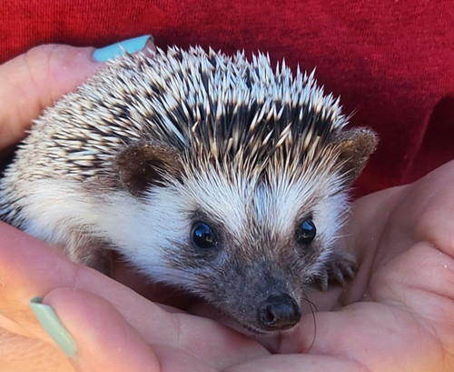Melody - Female Hedgehog PRICE $350 | Janda Exotics Ranch