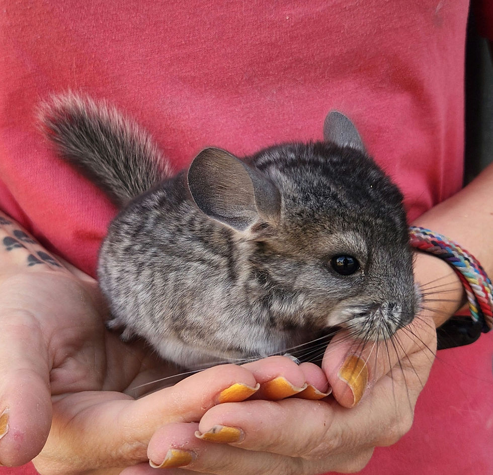 Chinchillas For Sale | Janda Exotics Animal Ranch | United States