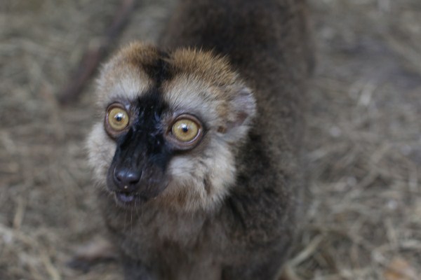 Owning a pet lemur care guide | Learn about feeding, housing and behavior