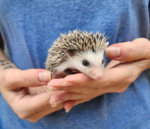Griffin - Male Hedgehog PRICE $295 | Janda Exotics Ranch