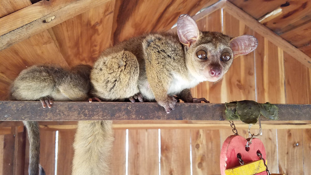 Bushbaby In Depth Pet Care